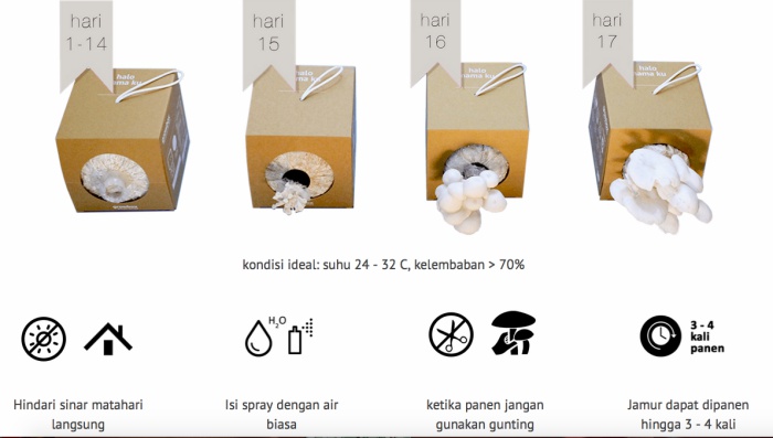 Growbox, startup penyedia cocok tanam jamur urban